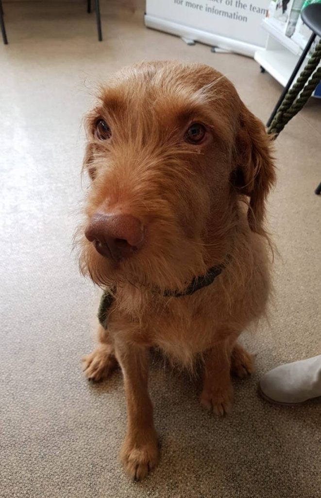 SPRING TAILS FROM THE CORNER VETS - The Corner Veterinary Surgery