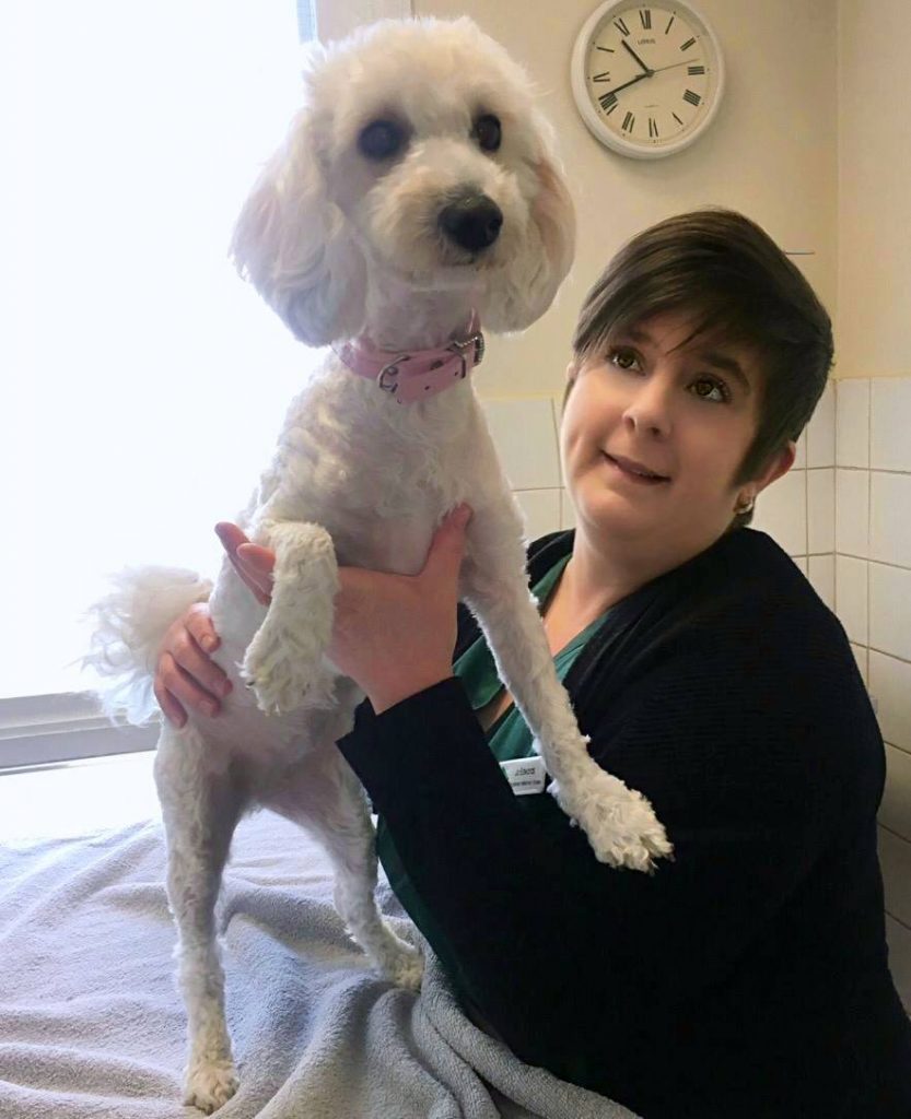 SPRING TAILS FROM THE CORNER VETS | The Corner Veterinary Surgery