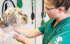 Home - The Corner Veterinary Surgery
