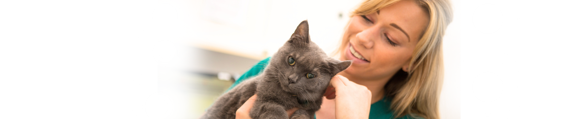 Exclusive VIP Health Care Plan Offer - The Corner Veterinary Surgery